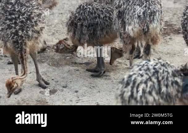 Ostrich breeding group Stock Videos & Footage - HD and 4K Video Clips ...
