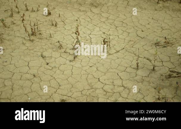 Drought dry field land with poppy leaves Papaver poppyhead, drying up ...