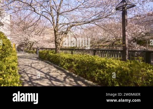 4k time lapse of motion blur of pedestrian at Meguro River Park, Tokyo ...