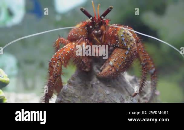 White spotted Hermit crab which is one of the most colorful hermit ...