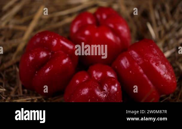 Big red peppers lie on the hay. Pure pepper in the rain. drops of water ...