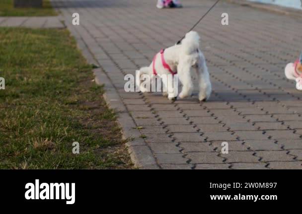 Dog on lead white background Stock Videos & Footage - HD and 4K Video ...