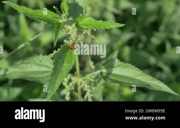 Urtica dioica, shalow DOF known as medical plant, common nettle ...