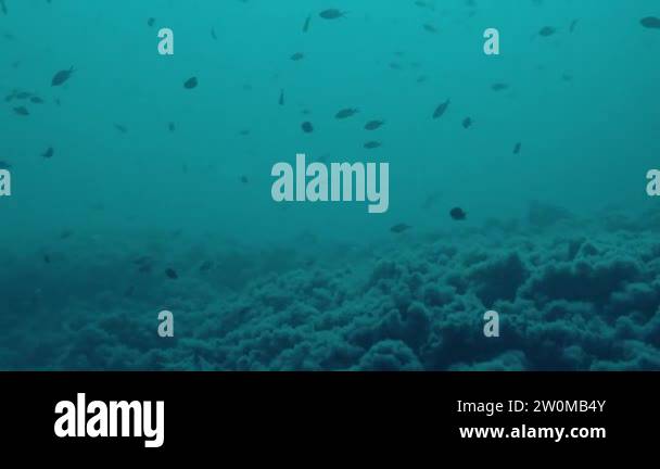 underwater frame, fish, reef, algae, sea, water, underwater life Stock ...