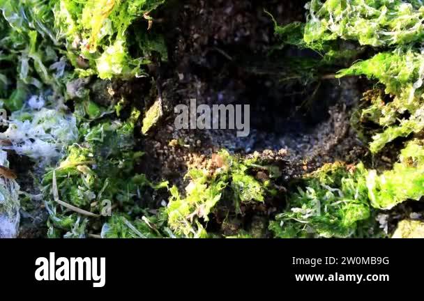 Sand jump Stock Videos & Footage - HD and 4K Video Clips - Alamy
