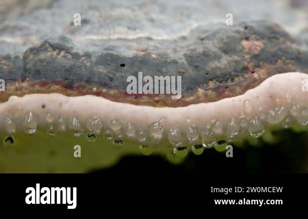 Triangular nose Stock Videos & Footage - HD and 4K Video Clips - Alamy