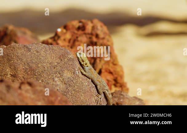 HD close up video of rock agama lizzard. Animal standing on the rock in ...