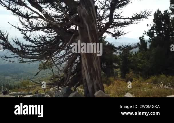 Crooked branches of an old dead tree in a forest. Ecological ...