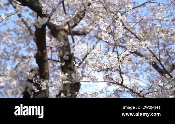 4k b-roll cinematic footage of Tokyo National Park during spring cherry ...