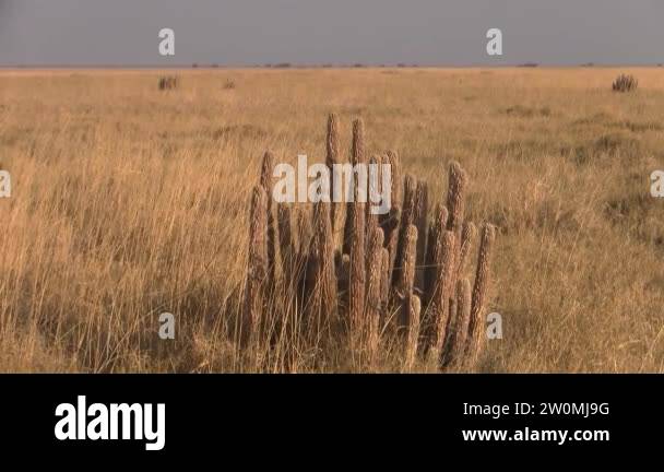 Botswana plant Stock Videos & Footage - HD and 4K Video Clips - Alamy