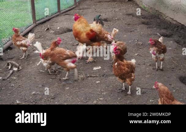 Manor farm chicken Stock Videos & Footage - HD and 4K Video Clips - Alamy