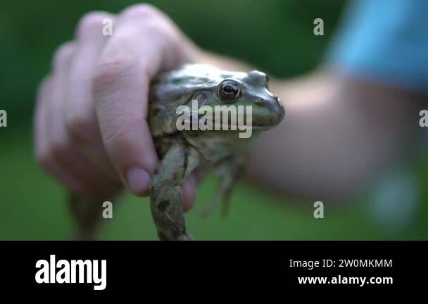 Toad clip art Stock Videos & Footage - HD and 4K Video Clips - Alamy