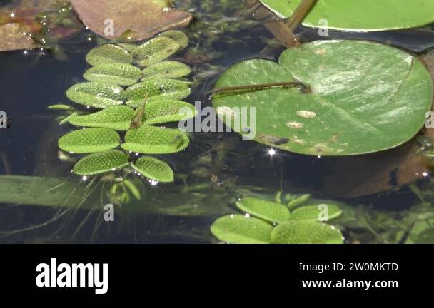 Salvinia natans (commonly known as floating fern, floating watermoss ...