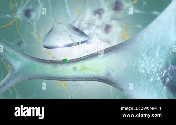 A neuron generates an electrical impulse, causing the cell to release ...
