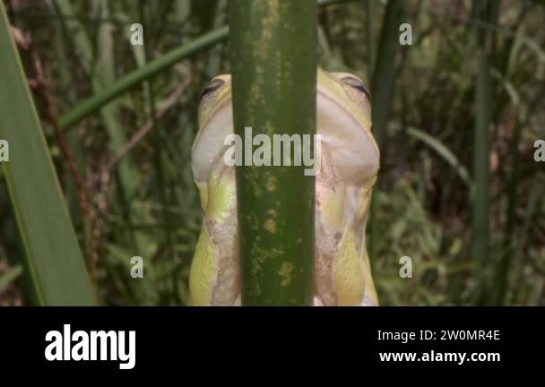 Portrait of Tree frog hiding behind a green stem on a reed background ...
