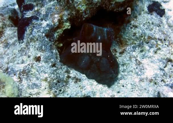 Octopus cyanea hiding in a hole in corals during the day. Big Blue ...