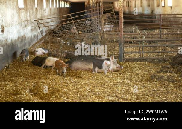 Sow and piglets of domestic pig Sus scrofa domesticus swine, hog in a ...