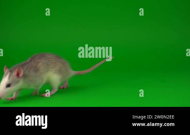 Rat rodent on green screen background Stock Video Footage - Alamy