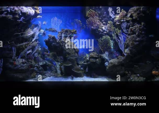 Beautiful fish aquarium, deep underwater world view, different water ...