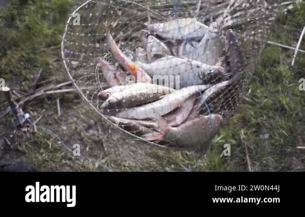 Fishing net full caught fish Stock Videos & Footage - HD and 4K Video ...