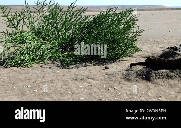 Salicornia europaea, known as common glasswort or just glasswort, is a ...