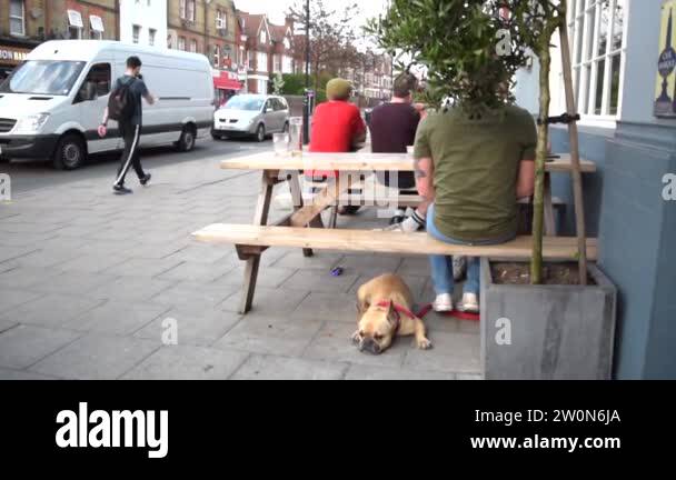 Dog at pub Stock Videos & Footage - HD and 4K Video Clips - Alamy