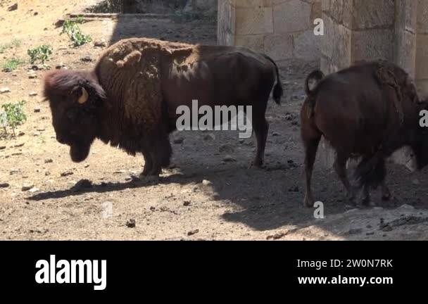 4K. Ultra HD. American bison still in the same place, standing. On a ...