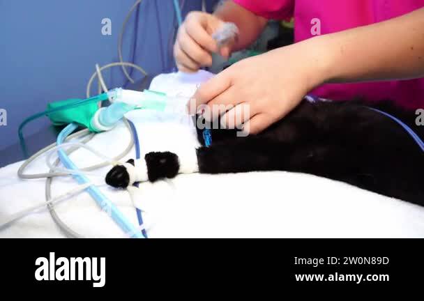 Veterinary woman putting a pulse oximeter on a cat's tongue Stock Video ...