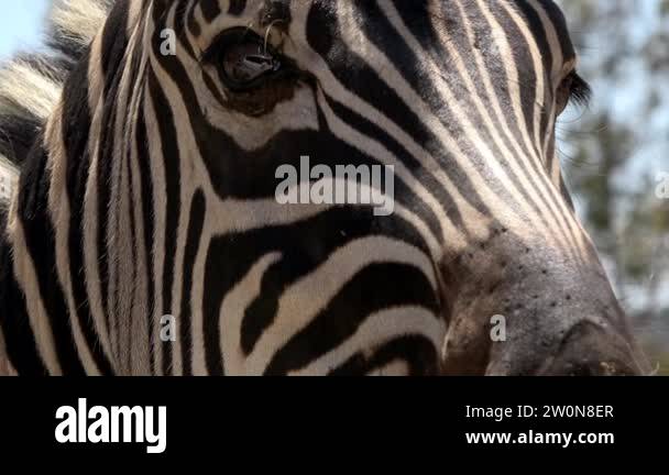 Zebras zebra wild south africa african safari Stock Videos & Footage ...