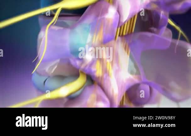Spinal nerve compression Stock Videos & Footage - HD and 4K Video Clips ...