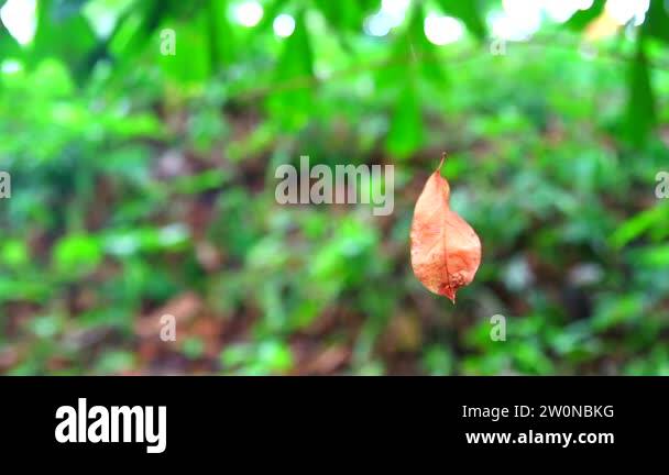 Floating spider web Stock Videos & Footage - HD and 4K Video Clips - Alamy