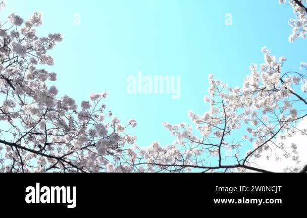 4k b-roll cinematic footage of Tokyo National Park during spring cherry ...