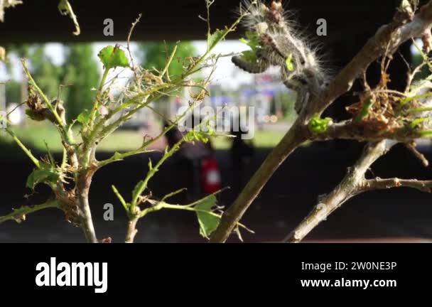 Toxic caterpillar infestation plagues oak trees. Ecological problem ...