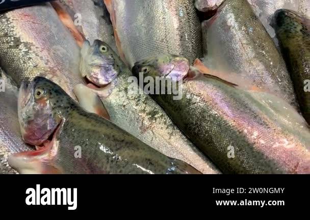 Trout in fish market Stock Videos & Footage - HD and 4K Video Clips - Alamy