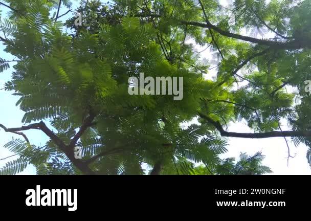 Sato leaves (Parkia speciosa, Parkia speciosa, petai, pete, twisted ...