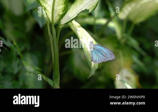 Blue color butterfly Stock Videos & Footage - HD and 4K Video Clips - Alamy