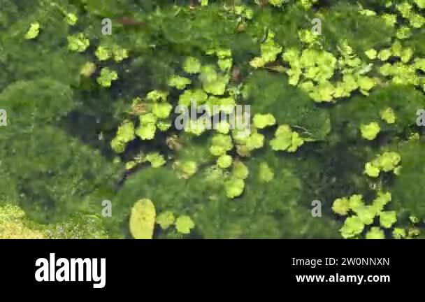 Algas river Stock Videos & Footage - HD and 4K Video Clips - Alamy