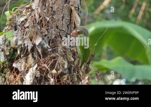 Lineated Barbet bird (Megalaima lineata) are penetrating the tree find ...
