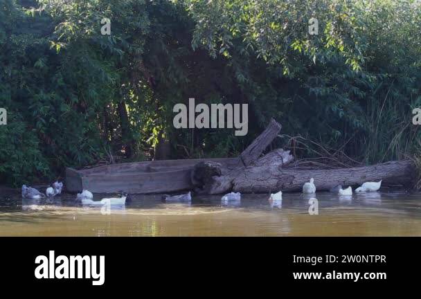 Human animal hybrid Stock Videos & Footage - HD and 4K Video Clips - Alamy