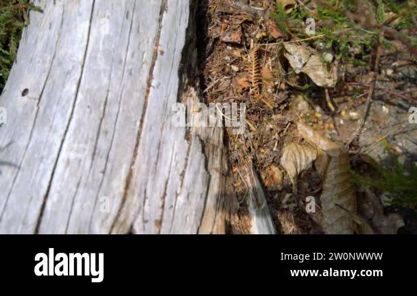 4K European Ant Colony walking over a dead tree. Hundreds of European ...