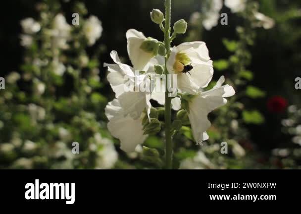 Blossom swamp mallow hibiscus Stock Videos & Footage - HD and 4K Video ...