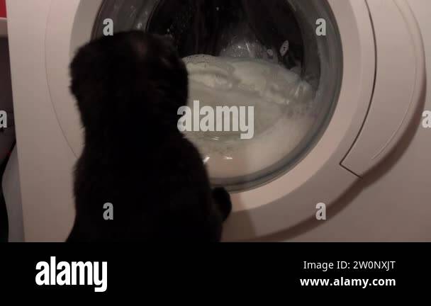 Kitten washing machine Stock Videos & Footage - HD and 4K Video Clips ...