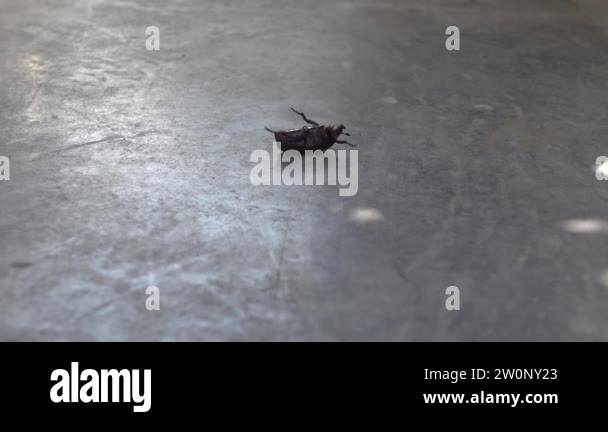 Upside down winged beetle bug insect struggling to flip back on its ...