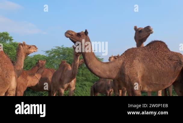 Animals of rajasthan Stock Videos & Footage - HD and 4K Video Clips - Alamy