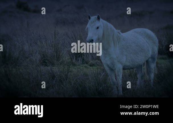 Rugged horse Stock Videos & Footage - HD and 4K Video Clips - Alamy