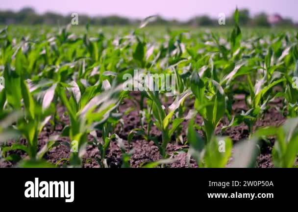 close-up, young green maize sprouts, shoots, swaying in wind in ...