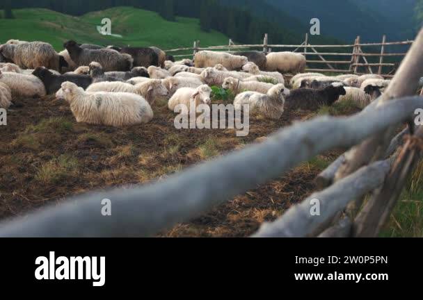 Pasture plateau Stock Videos & Footage - HD and 4K Video Clips - Alamy