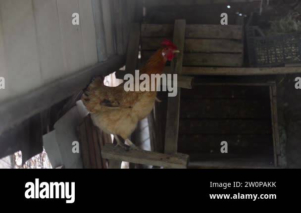 Rooster crowing. Hens on rural barnyard. Chicken coop. Chicken closed ...