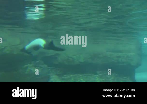 A Submerged Waterslide with a Person Sliding Past Commerson's Dolphins ...