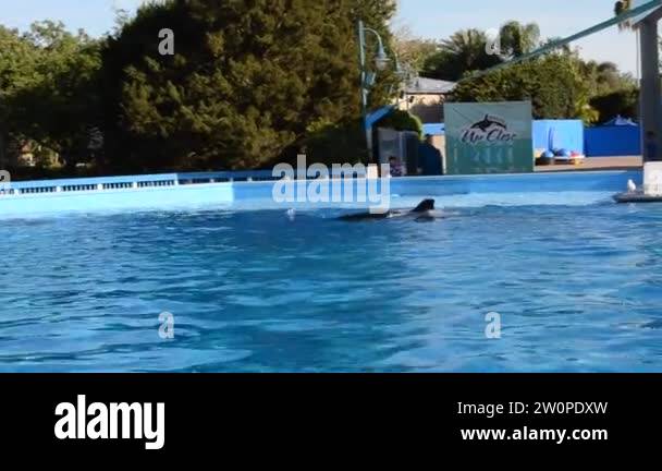 Orlando, USA. SeaWorld is the sea park including parks of mammals ...